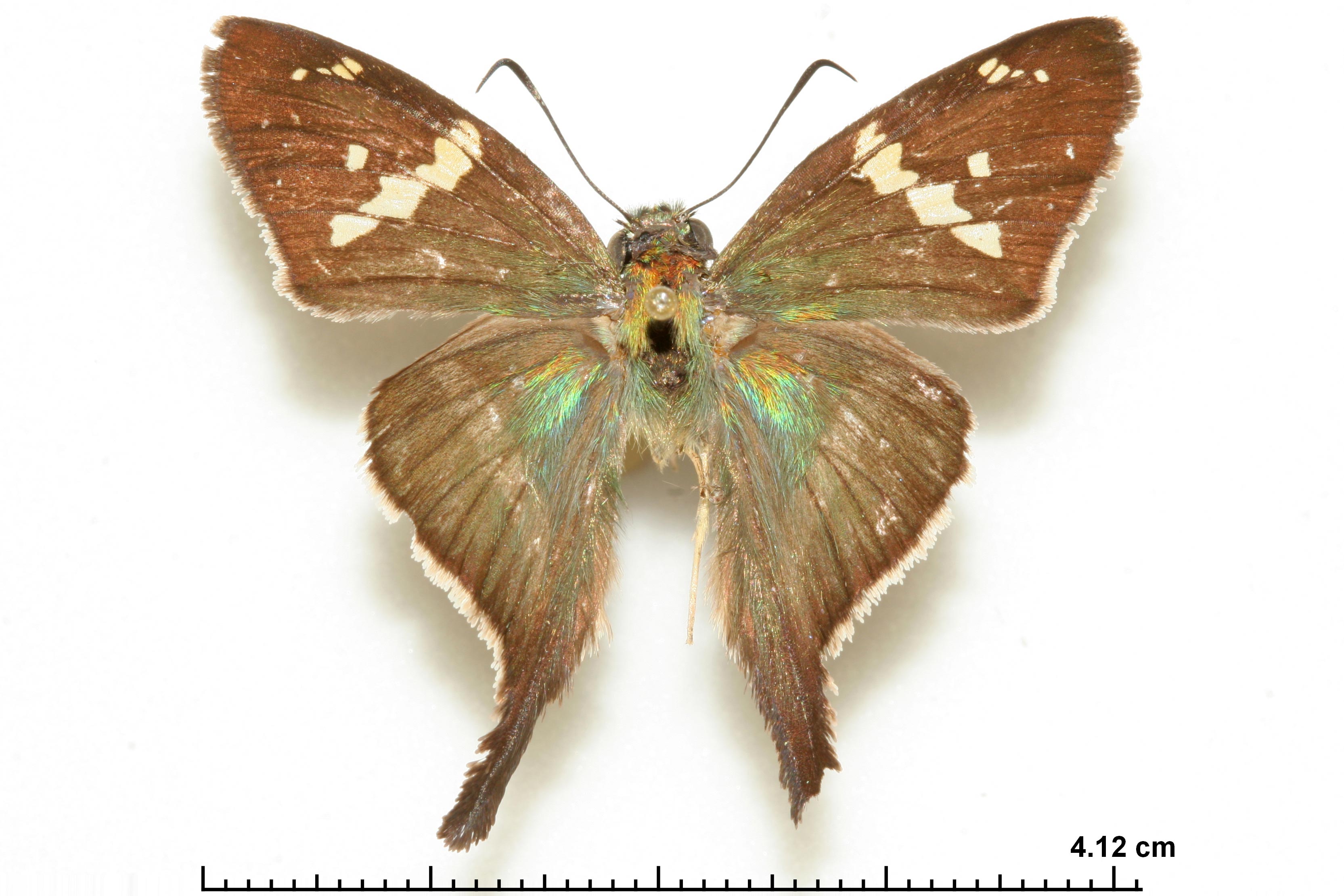Aguna spatulata (pinned specimens)